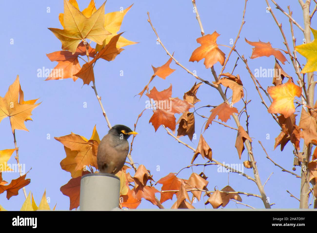 Beautiful brown mayna looking towards camera Stock Photo - Alamy