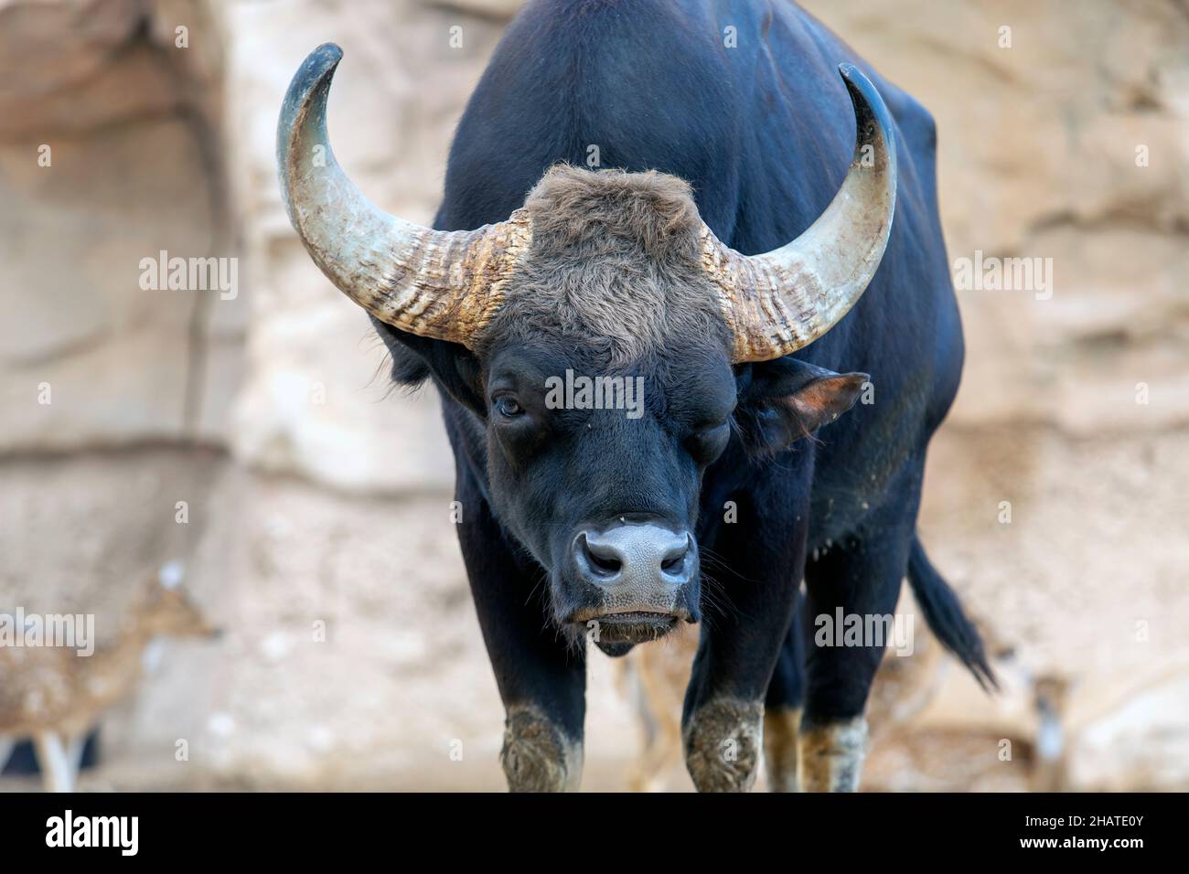 Gaur (Bos gaurus), also called seladang or Indian bison Stock Photo - Alamy