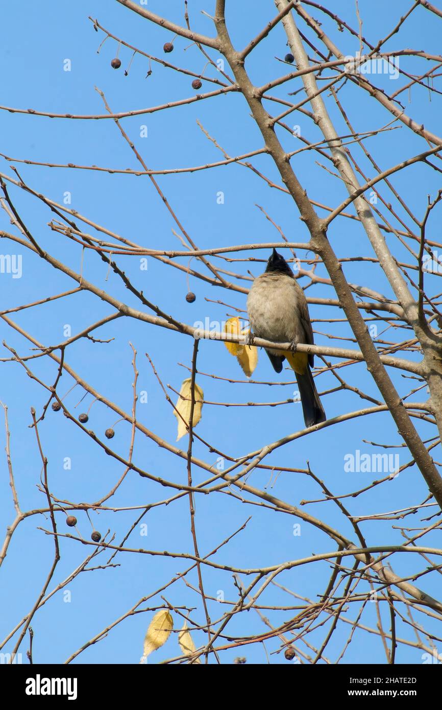 Seychelles Bulbul Bird Stock Photo - Alamy