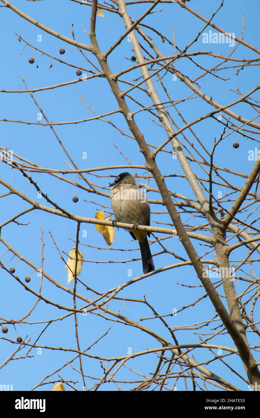Seychelles Bulbul Bird Stock Photo - Alamy