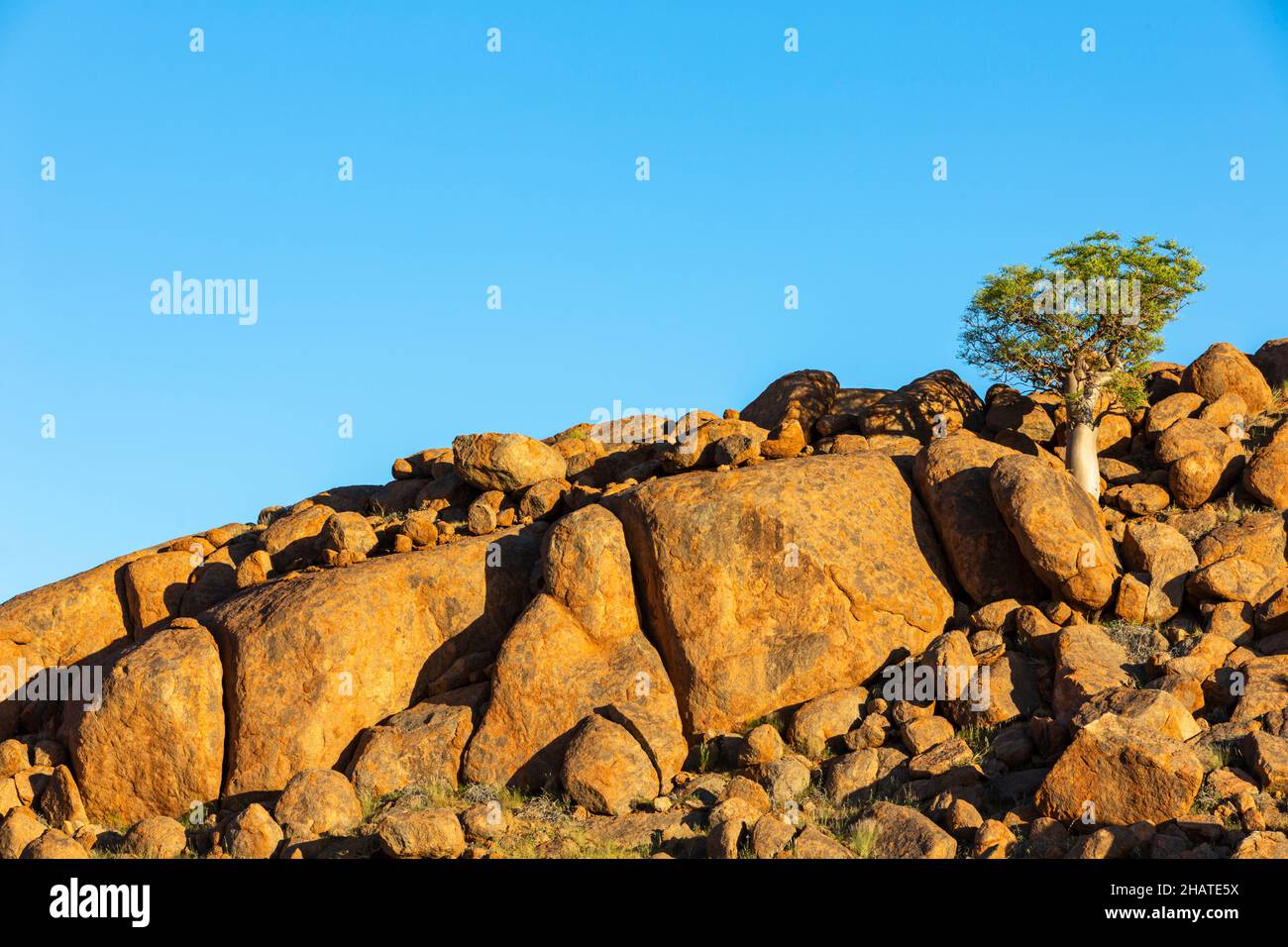 African Moringa tree between the rocks Namibia Stock Photo - Alamy