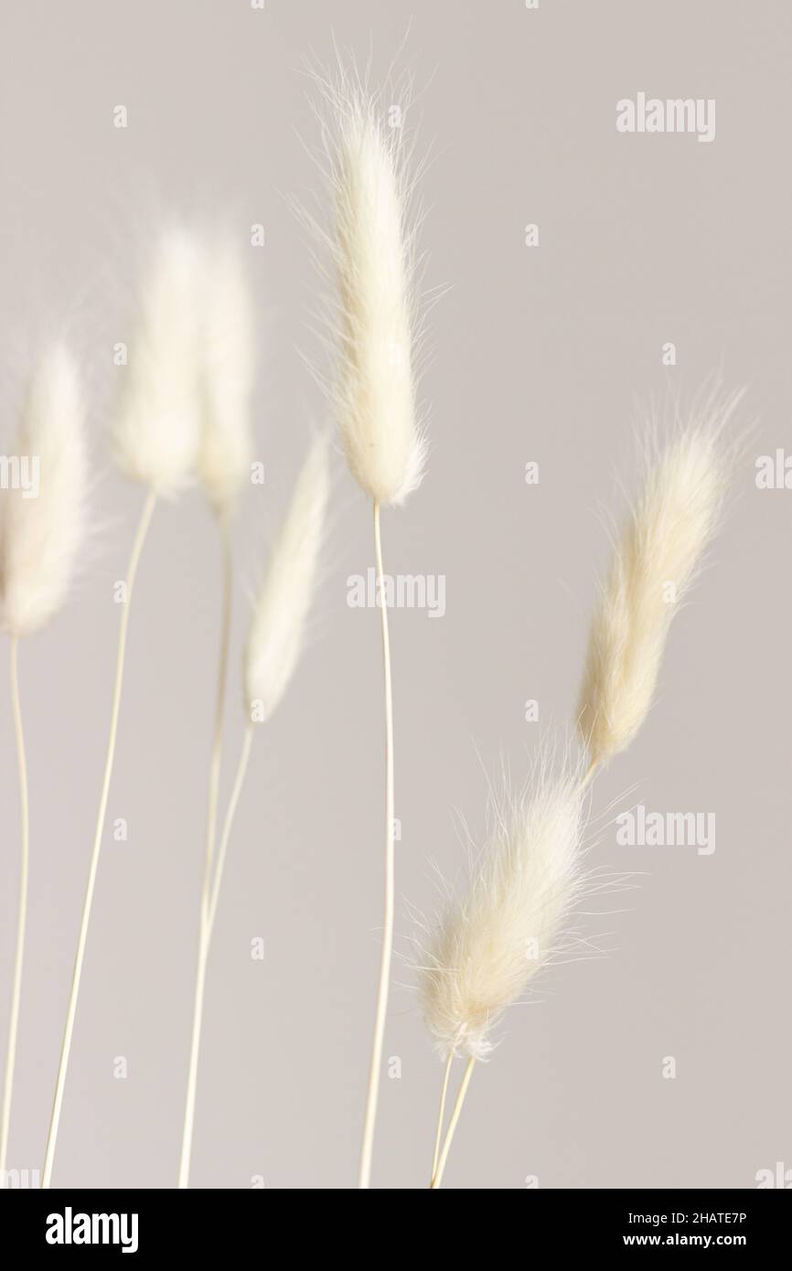 Dried lagurus flower hi-res stock photography and images - Alamy