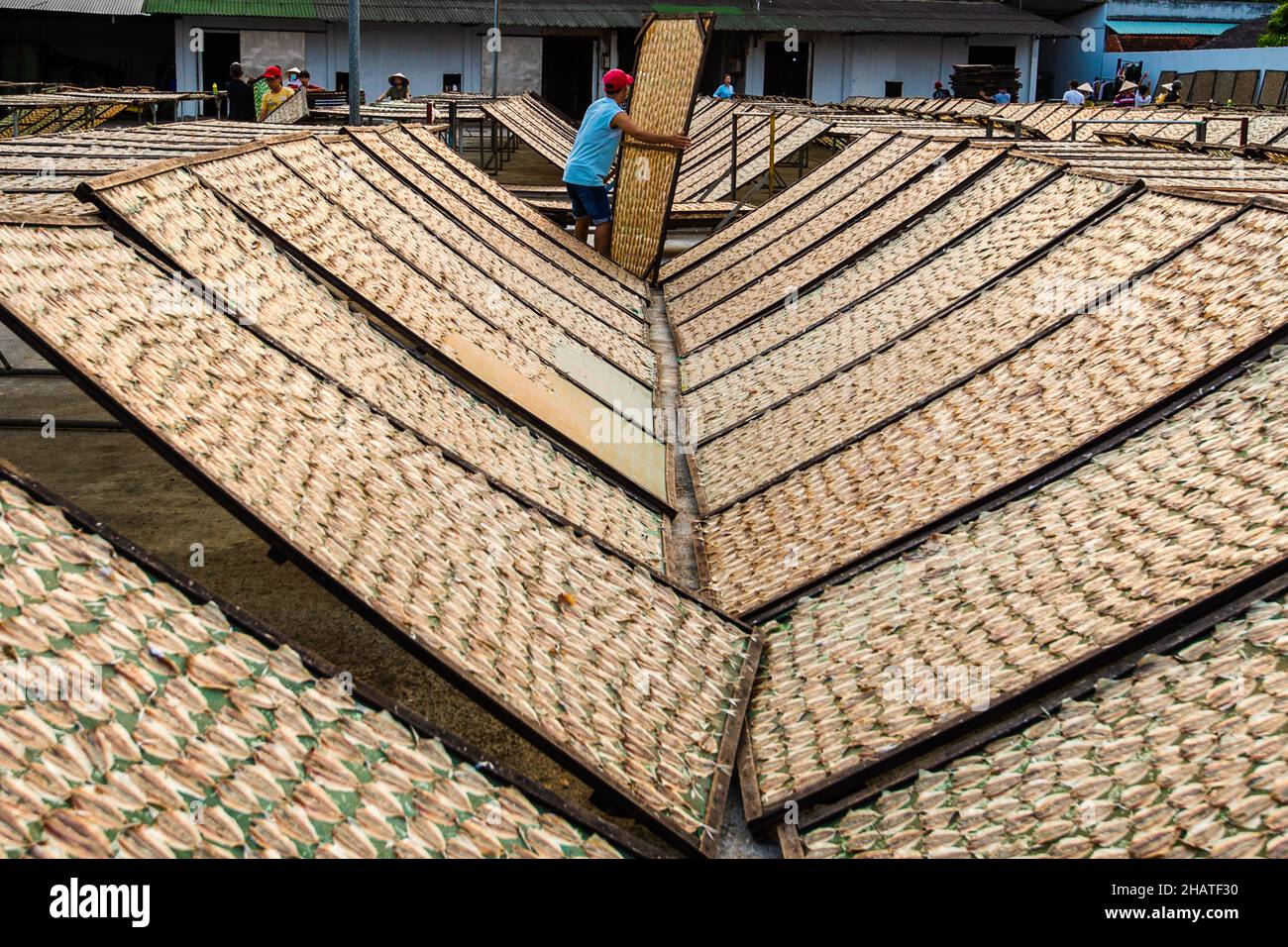 Dried fish factory workers are drying Selaroides leptolepis fish in the ...