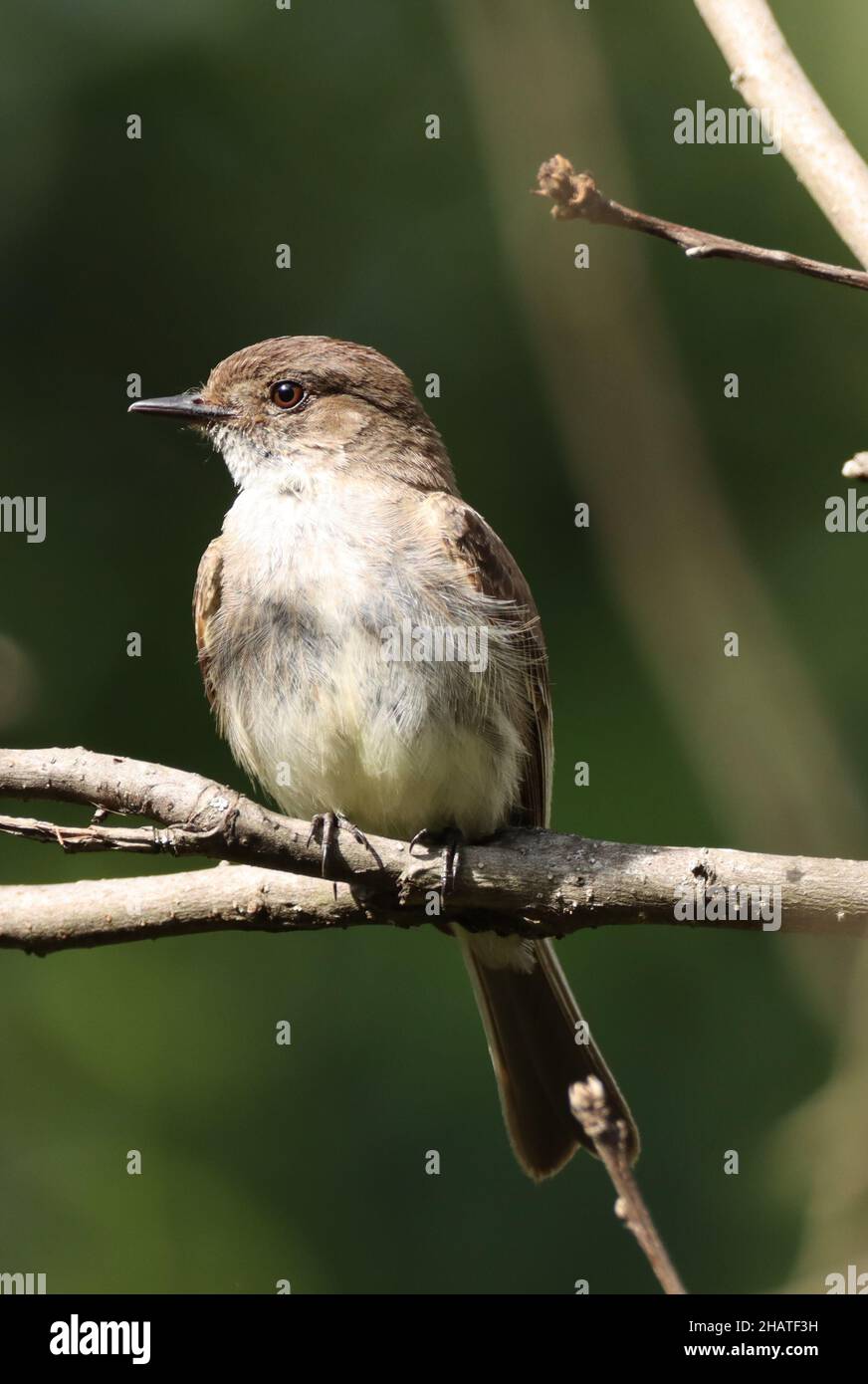 Vertical closeup of the European pied flycatcher, Ficedula hypoleuca ...