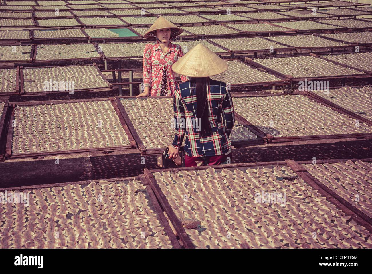Dried fish factory workers are drying Selaroides leptolepis fish in the ...