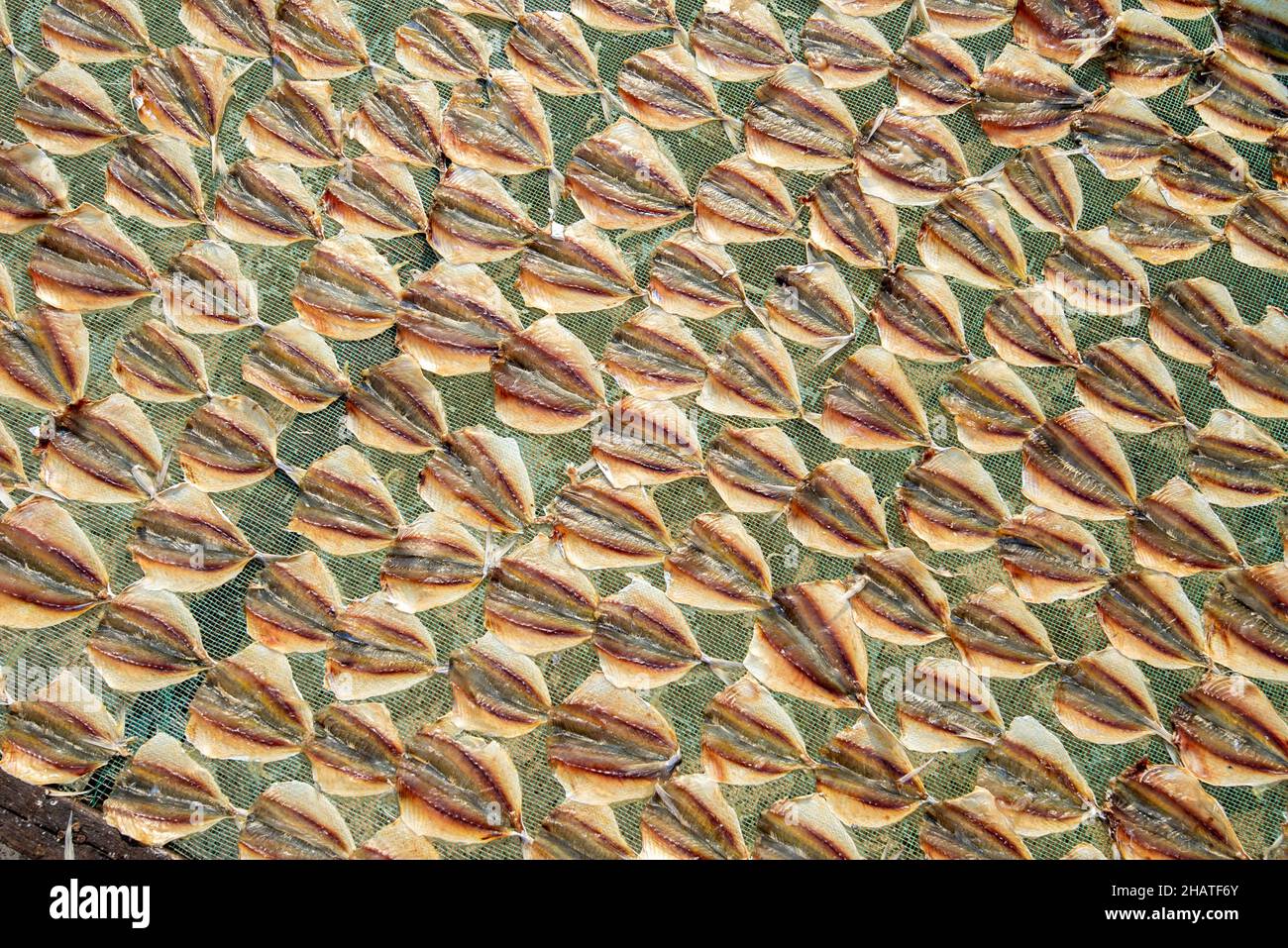 Dried fish factory workers are drying Selaroides leptolepis fish in the ...