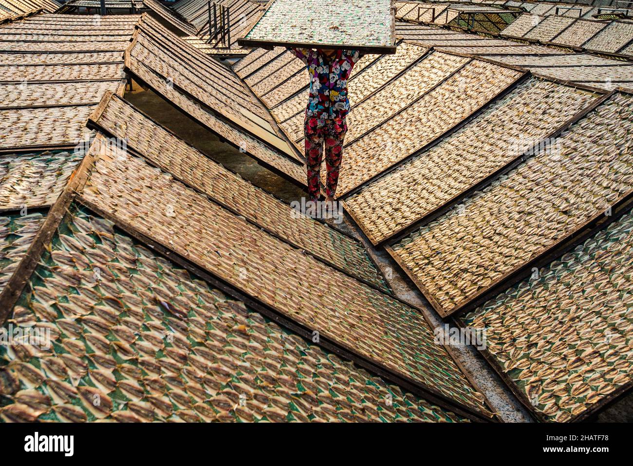 Dried fish factory workers are drying Selaroides leptolepis fish in the ...