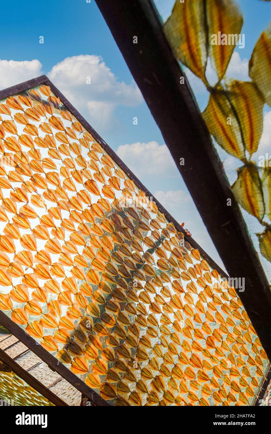Dried fish factory workers hi-res stock photography and images - Alamy