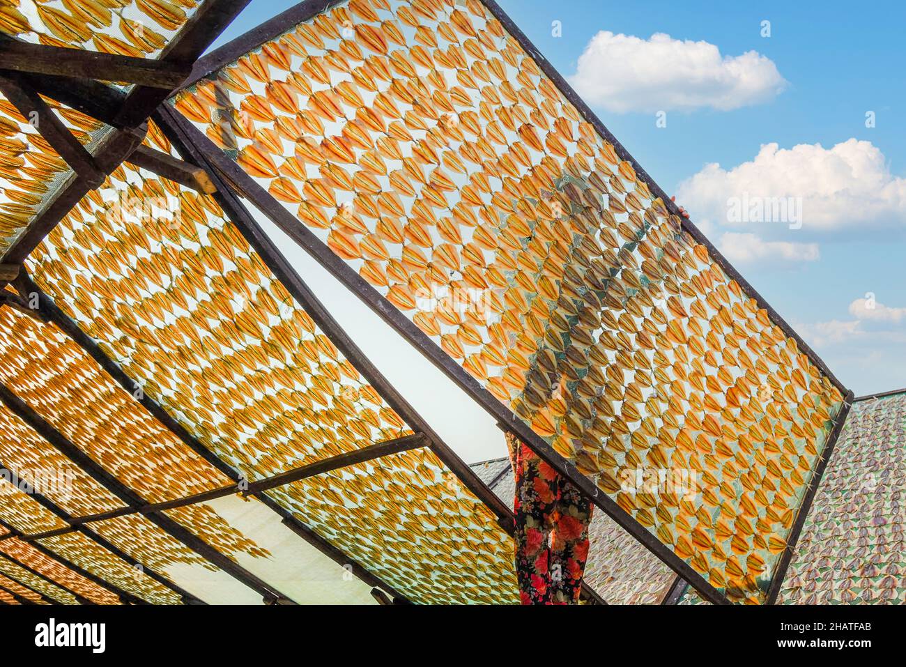 Dried fish factory workers are drying Selaroides leptolepis fish in the ...