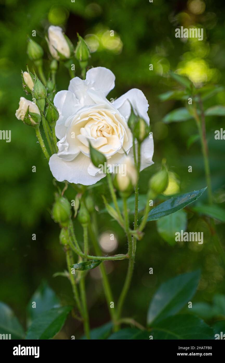 White rose growing in hi-res stock photography and images - Alamy