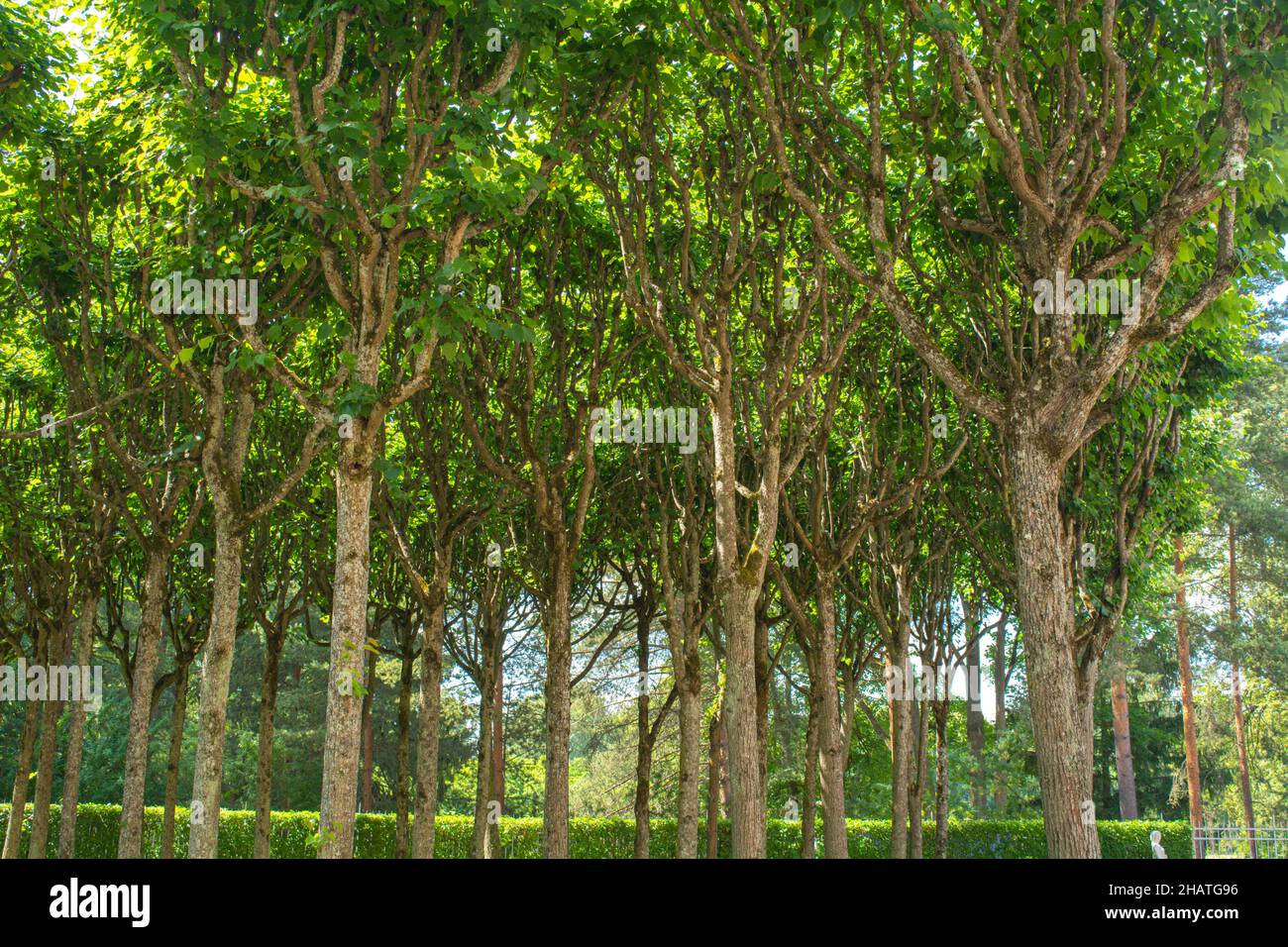 Planting old linden trees with long straight trunks and branches bent ...