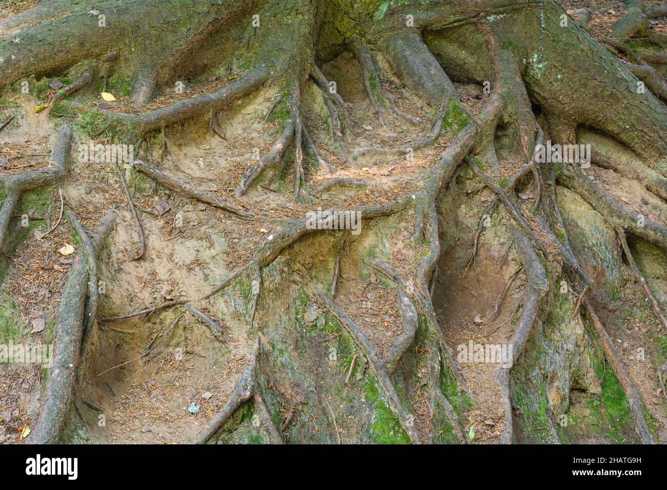 Tree roots on the forest ground Stock Photo - Alamy