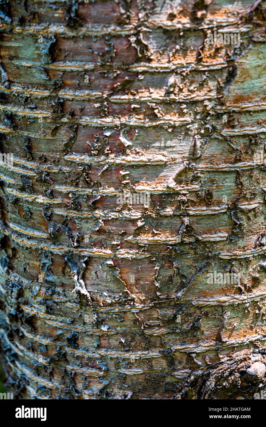 Cherry Tree Bark Texture