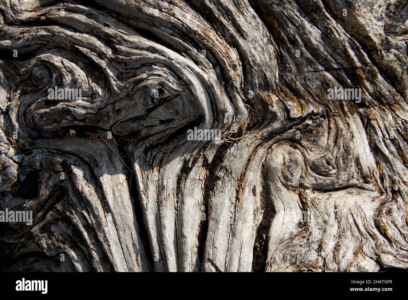 tree texture background natural backgrounds Stock Photo - Alamy