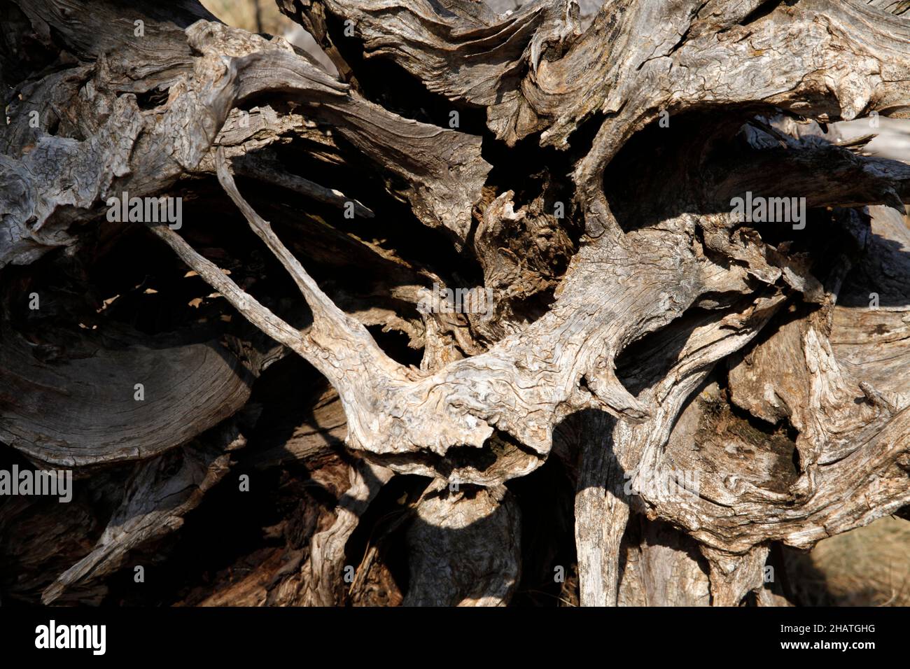 tree texture background natural backgrounds Stock Photo - Alamy