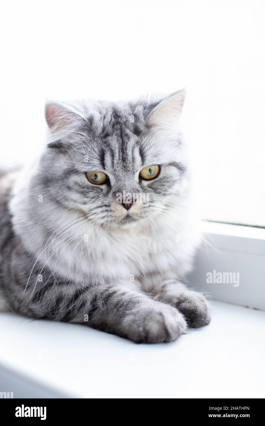 Cute Persian cat portrait sitting on the windowsill Stock Photo - Alamy