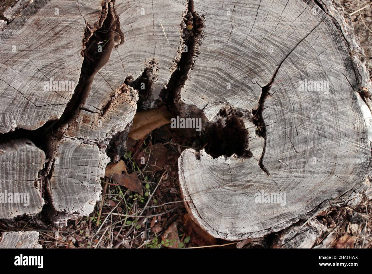 wooden natural texture pattern background Stock Photo - Alamy