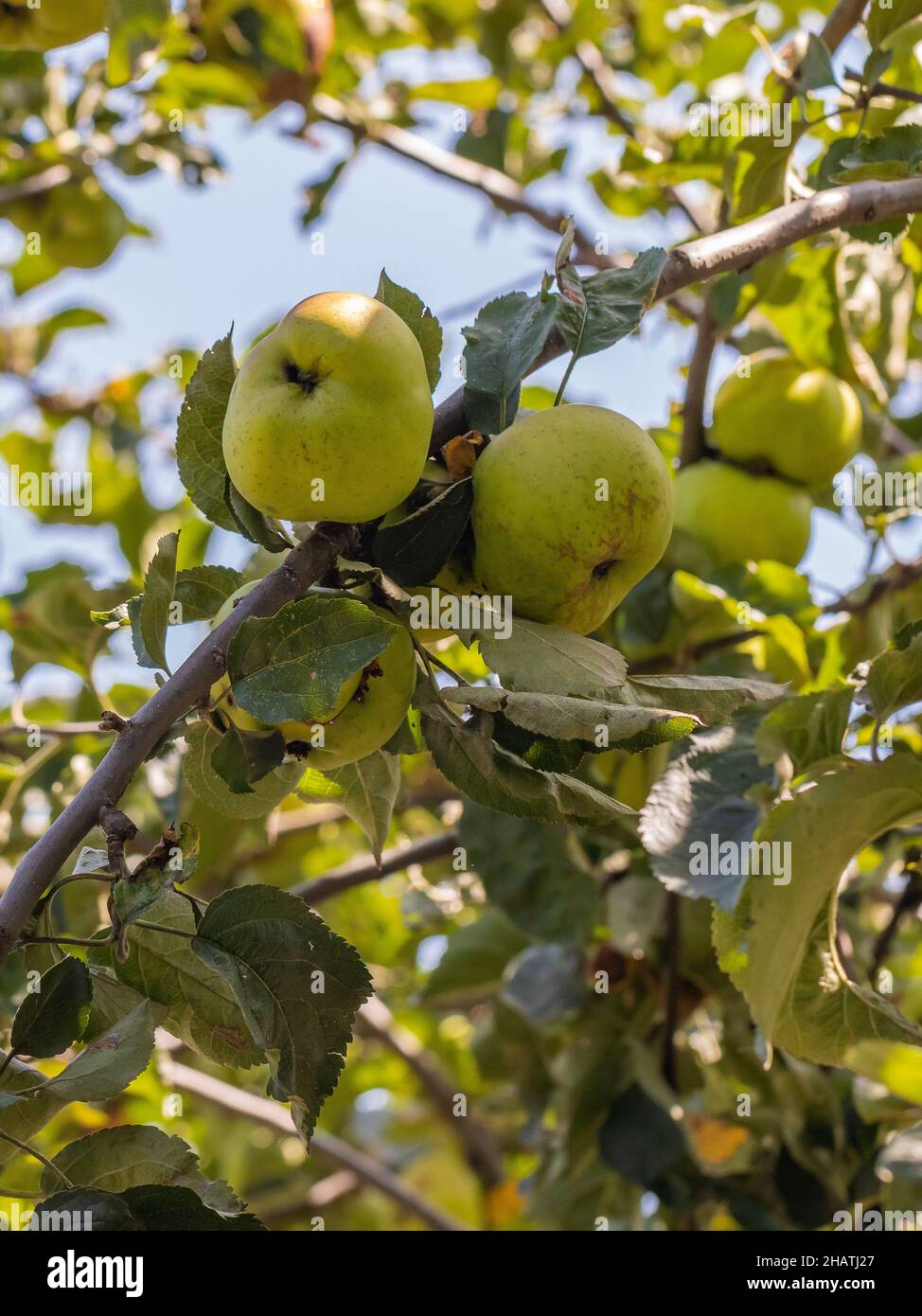 green apples on the tree Stock Photo - Alamy