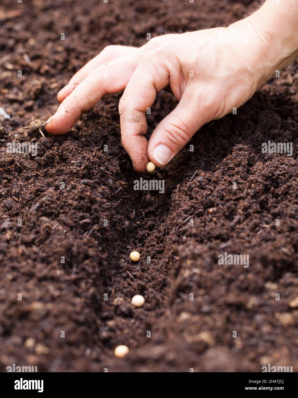 seed, soy, hand, garden, fingers, soil, soya, sow, black, humus, ground ...