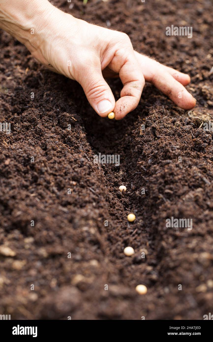 Farmer sowing seeds by hand hi-res stock photography and images - Alamy