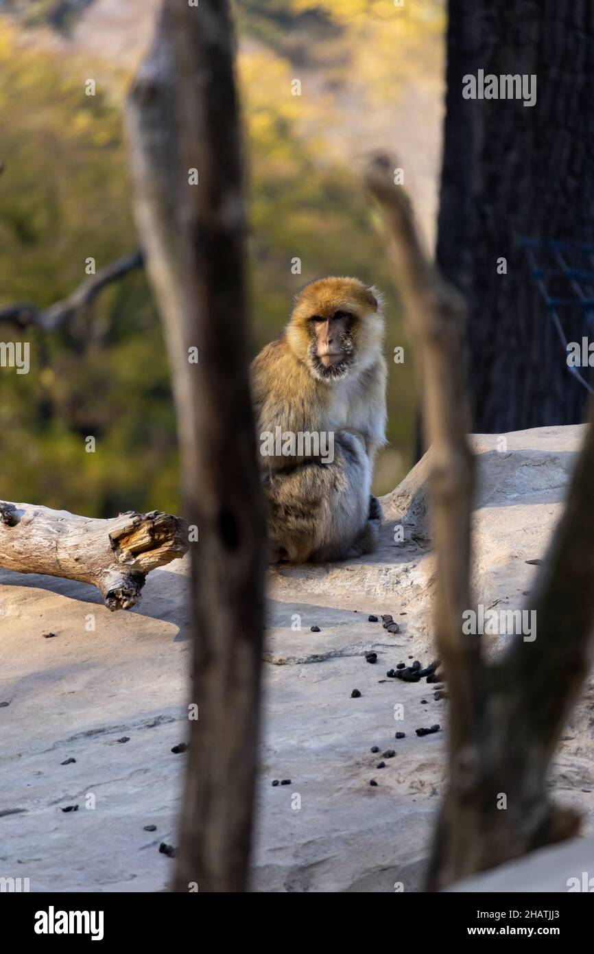 Vertical shot through the sticks of a cute macaque sitting on the stone ...