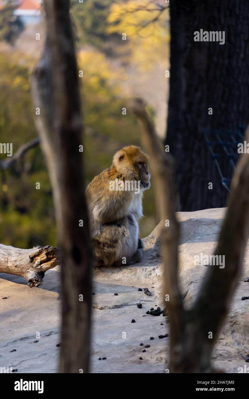 Vertical shot of a cute macaque through the sticks sitting on the stone ...