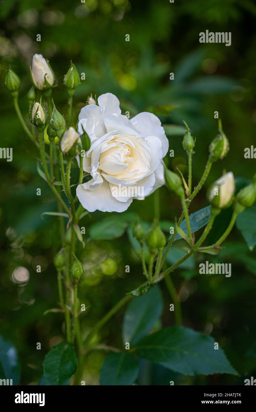 Vertical shot of a growing white rose Stock Photo - Alamy