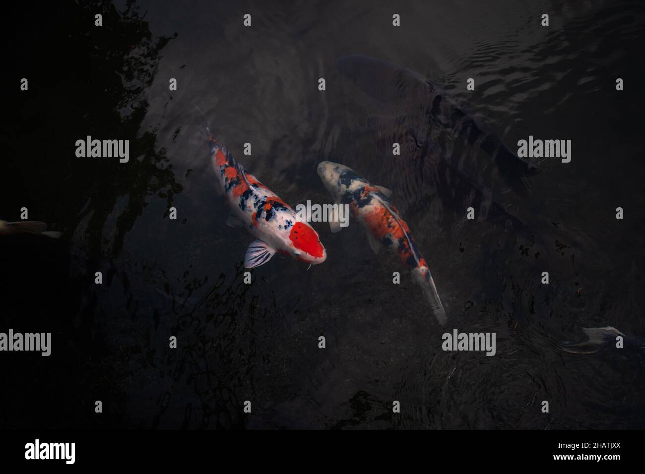 Koi Carp fish swimming in the clear pond in Japan Stock Photo - Alamy