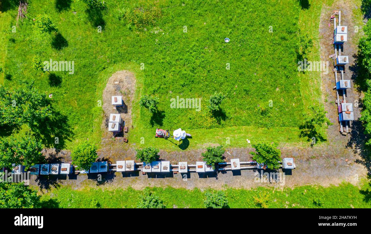 Above top view over beekeeper as cutting grass among beehives arranged ...