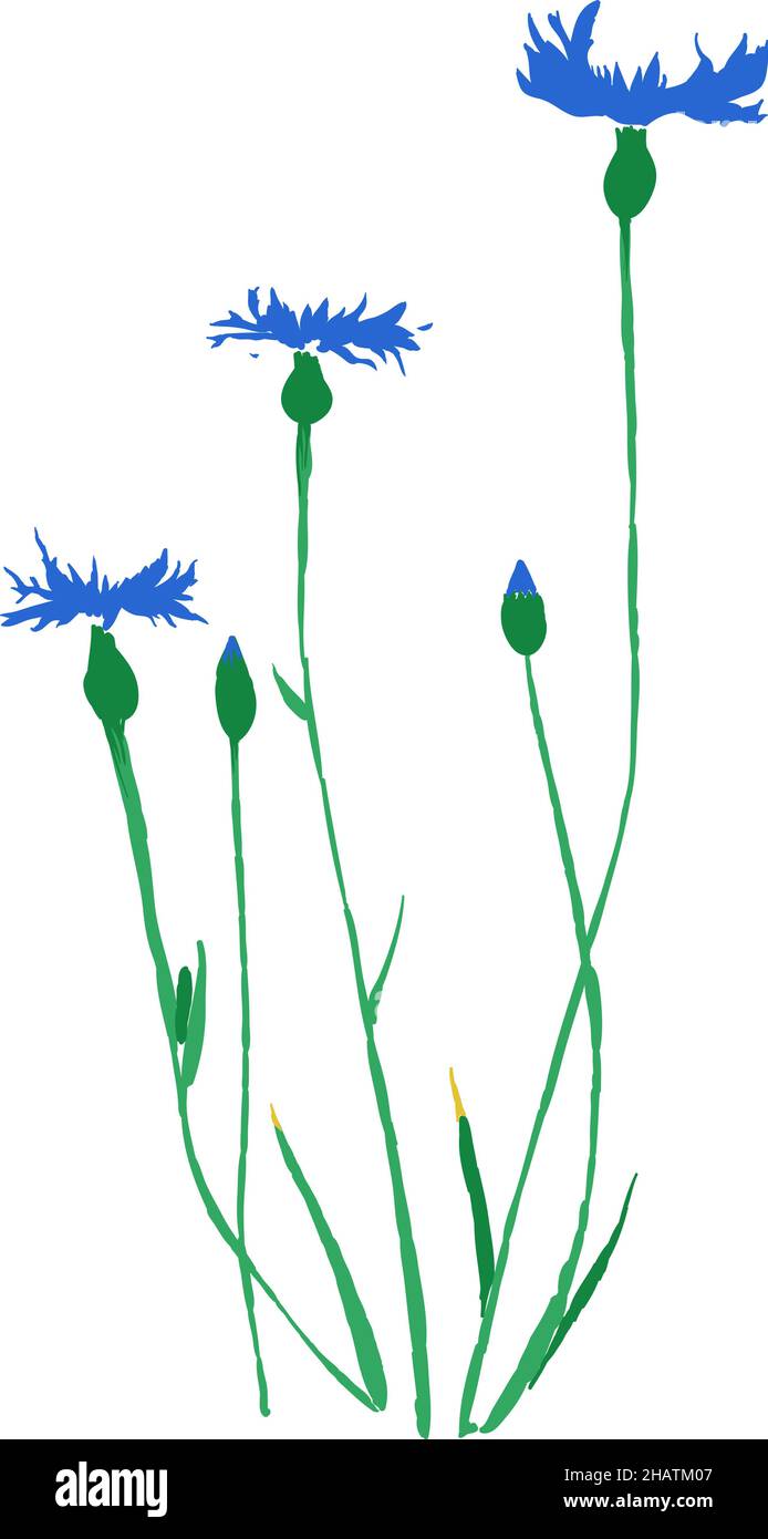 Botanical drawing knapweed hi-res stock photography and images - Alamy