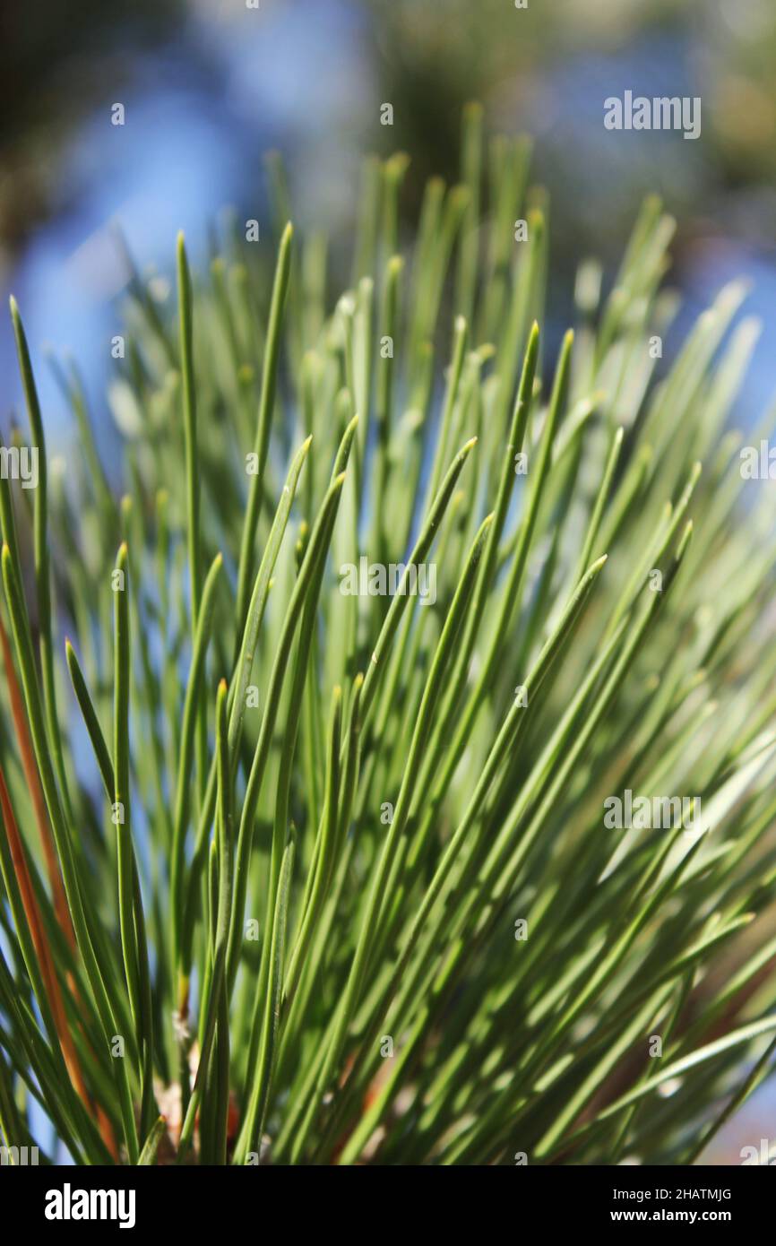 Lush green evergreen tree branch growing in the sunny meadow Stock ...