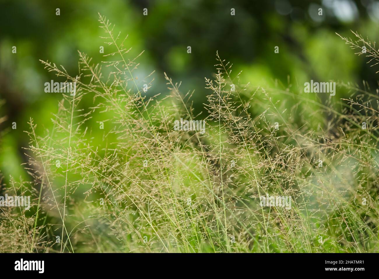 the beautiful wild grass Stock Photo - Alamy
