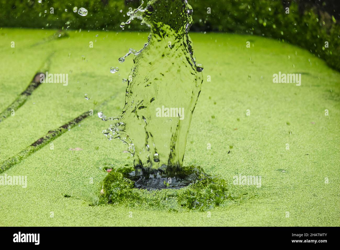 Water splash in the green water Stock Photo - Alamy