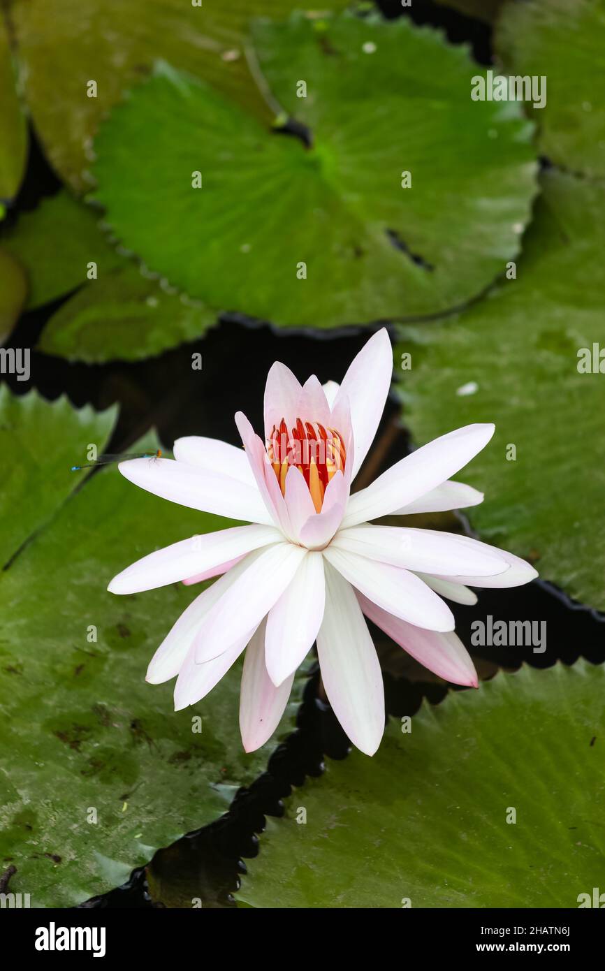 the beautiful Lotus Flower Stock Photo - Alamy