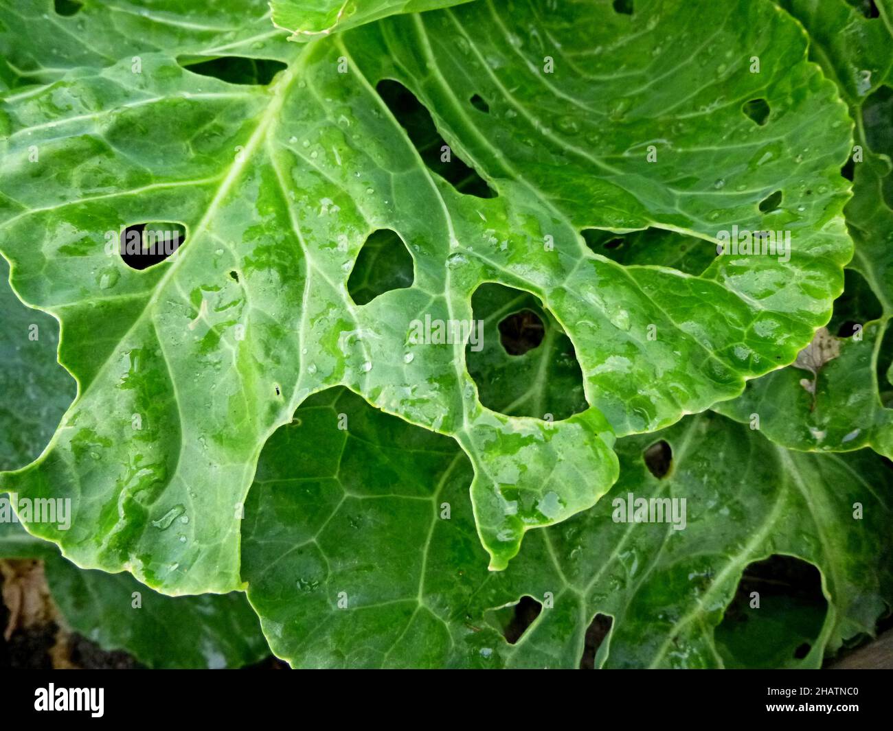 Young cabbage leaf damaged by insects. Damaged by Pieris Brassicae ...