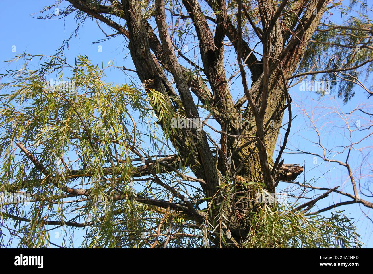 Huge weeping willow tree growing in the sunny autumn meadow Stock Photo ...