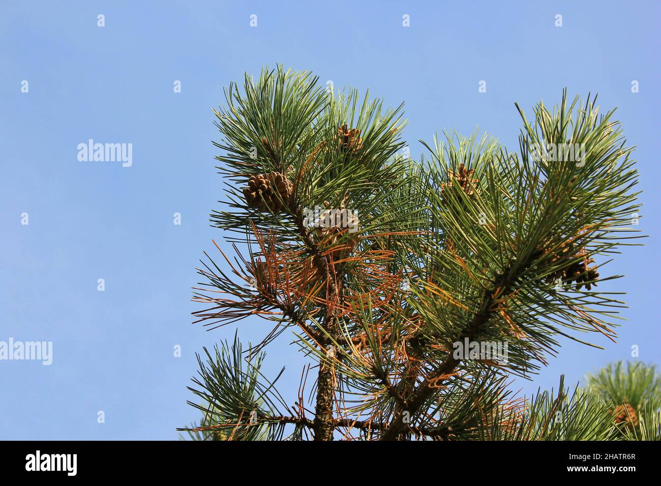 Lush green evergreen tree branch growing in the sunny meadow Stock ...