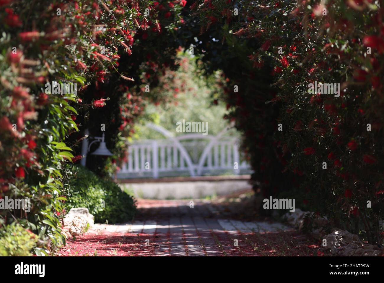 Arch of red flowers on street background Stock Photo - Alamy