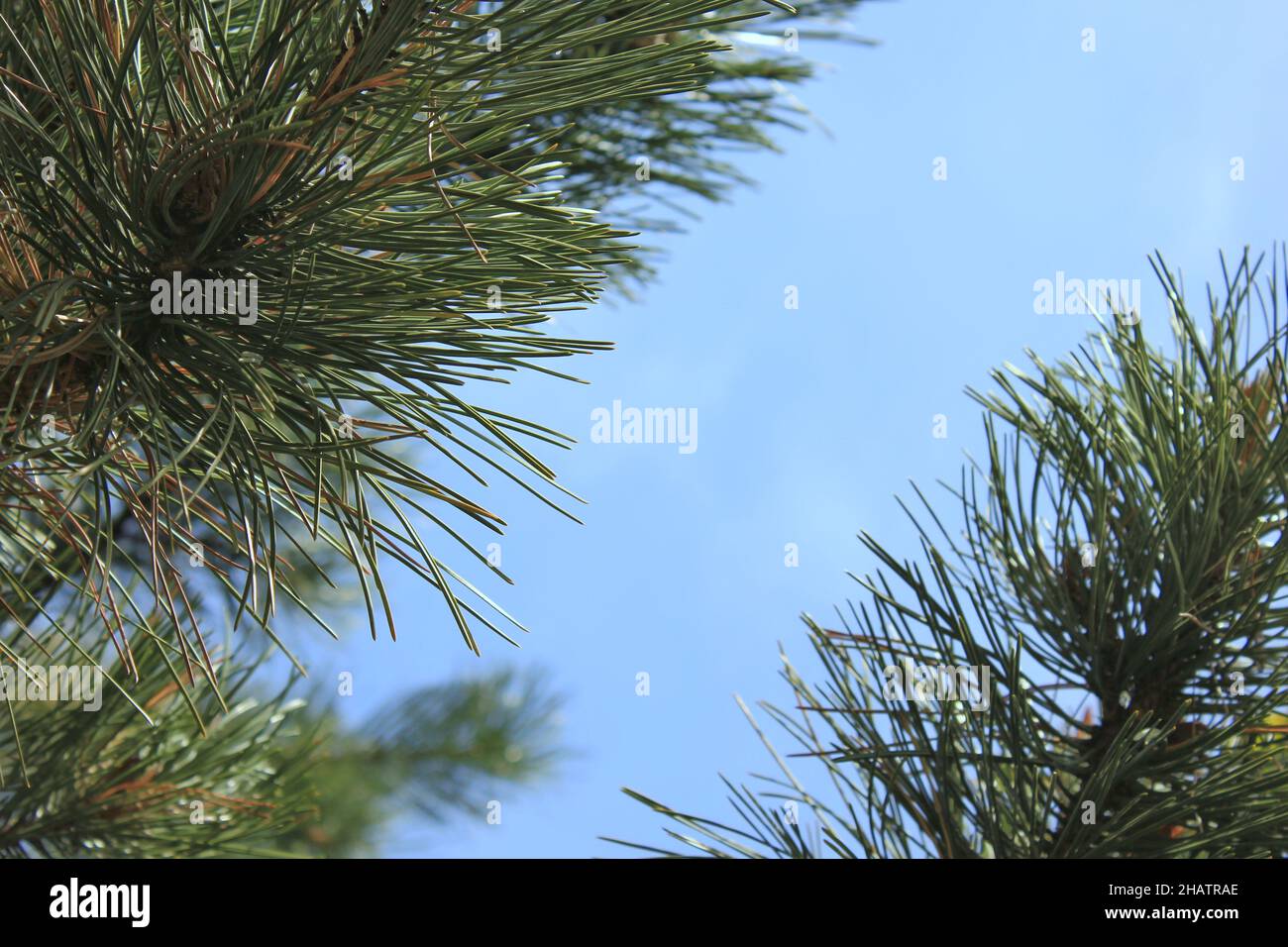 Lush green evergreen tree branch growing in the sunny meadow Stock ...