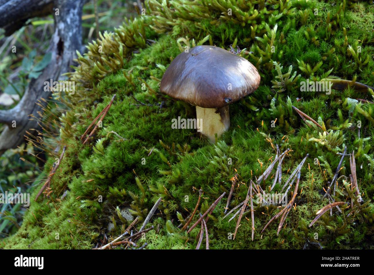 Suillus luteus (previously known as Boletus luteus) Slippery Jack or ...