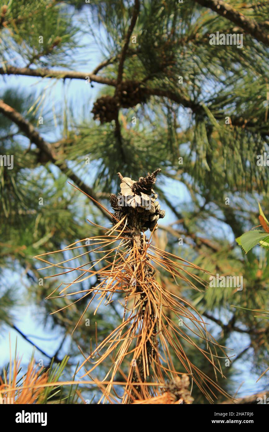 Lush green evergreen tree branch growing in the sunny meadow Stock ...