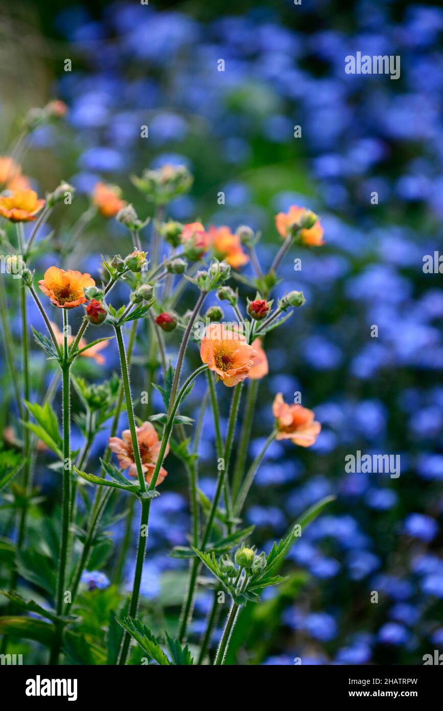 geum totally tangerine,Myosotis sylvatica,orange and blue flowers ...