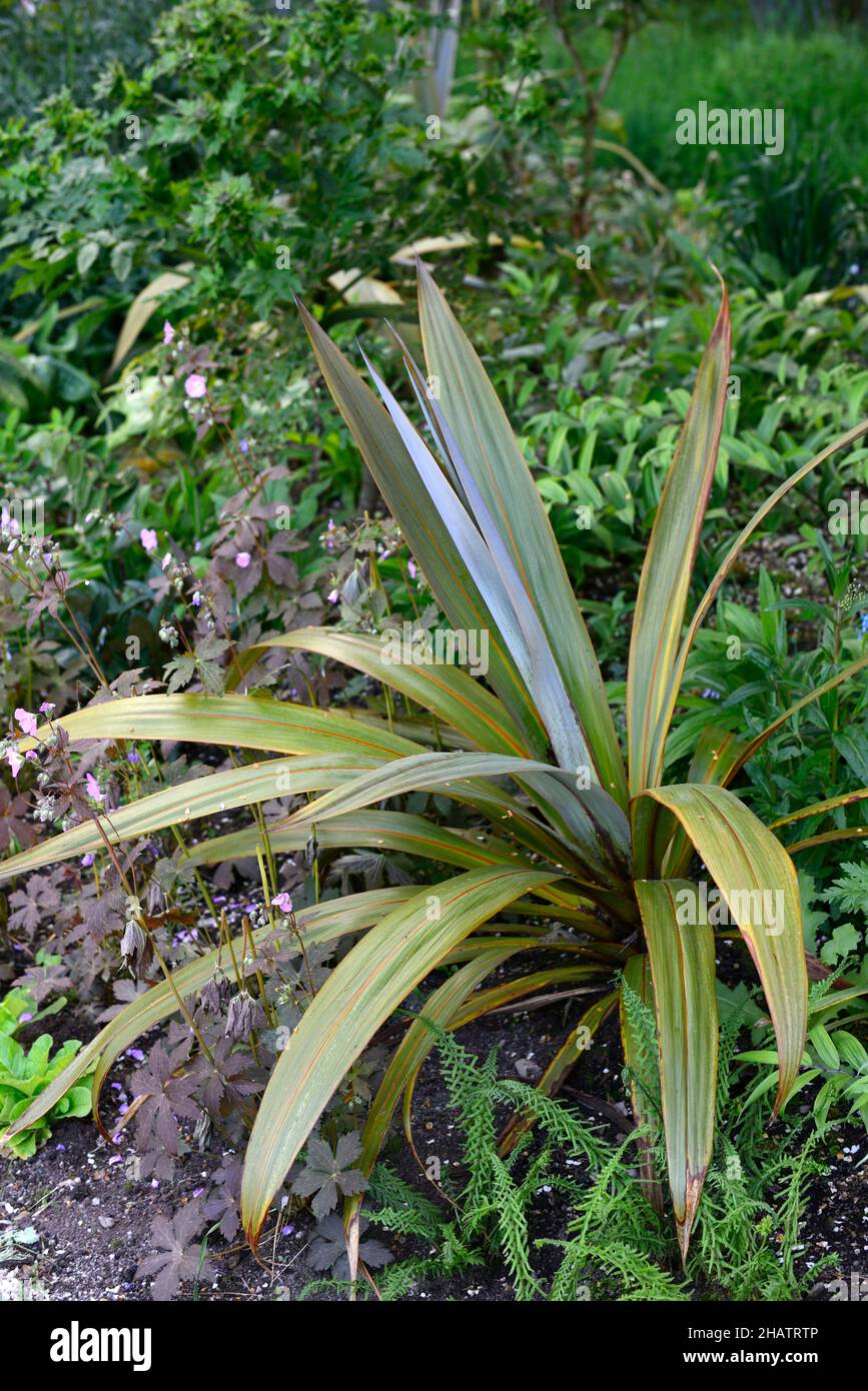 Mountain cabbage tree cordyline indivisa hi-res stock photography and ...