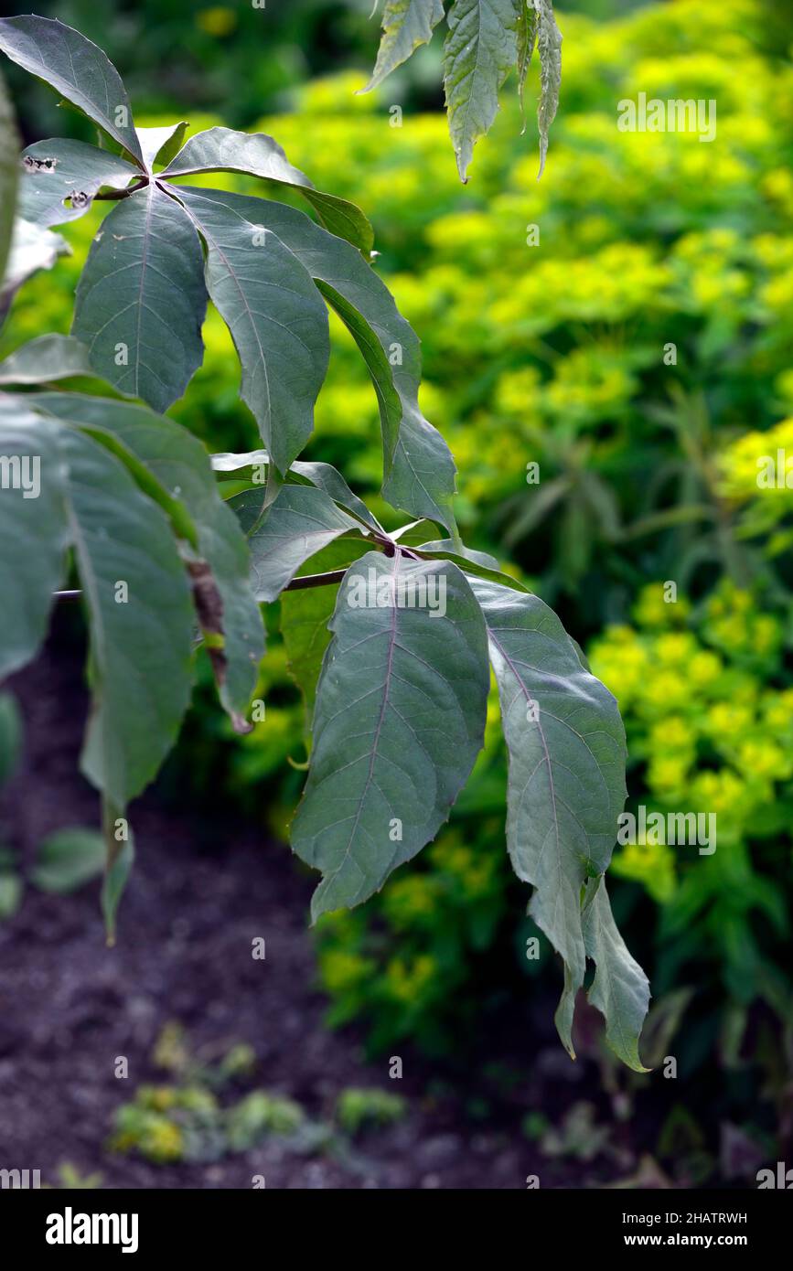 Oreopanax xalapensis hi-res stock photography and images - Alamy