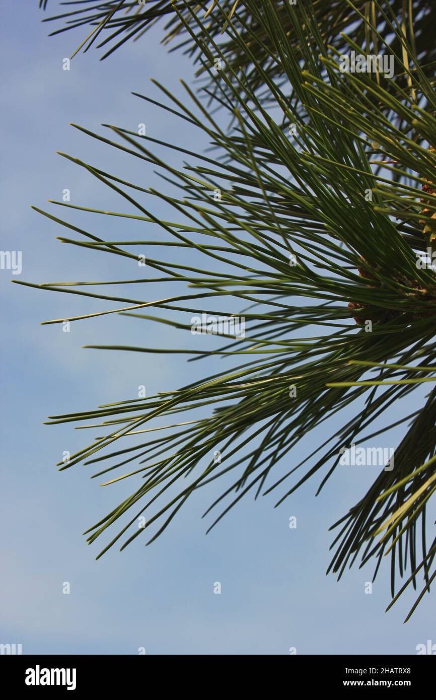 Lush green evergreen tree branch growing in the sunny meadow Stock ...