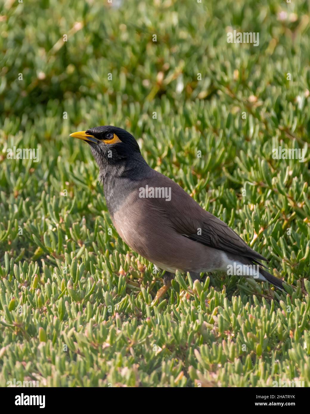 Side view of a beautiful adult Common myna (Acridotheres tristis), on ...