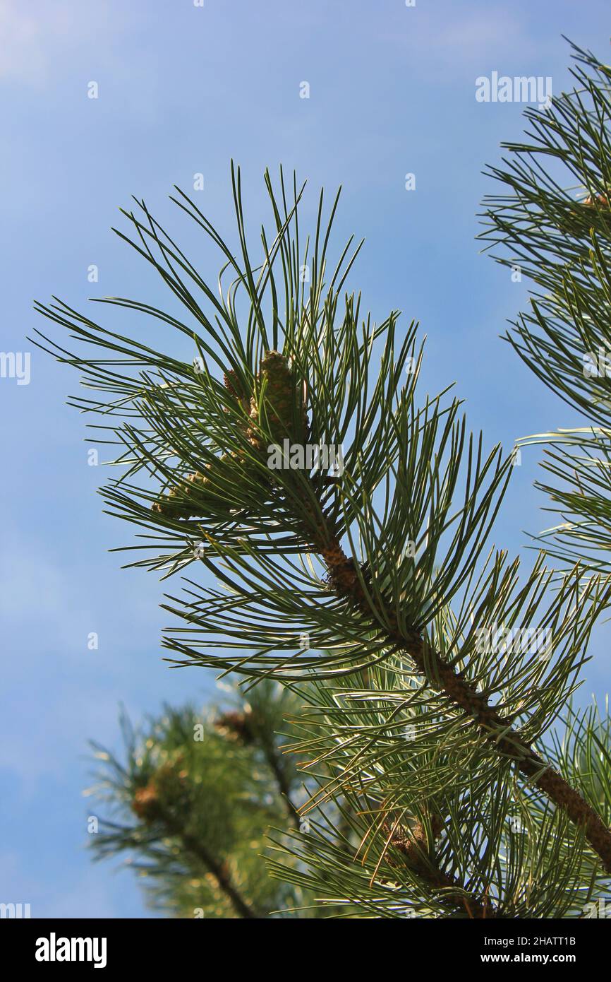 Lush green evergreen tree branch growing in the sunny meadow Stock ...