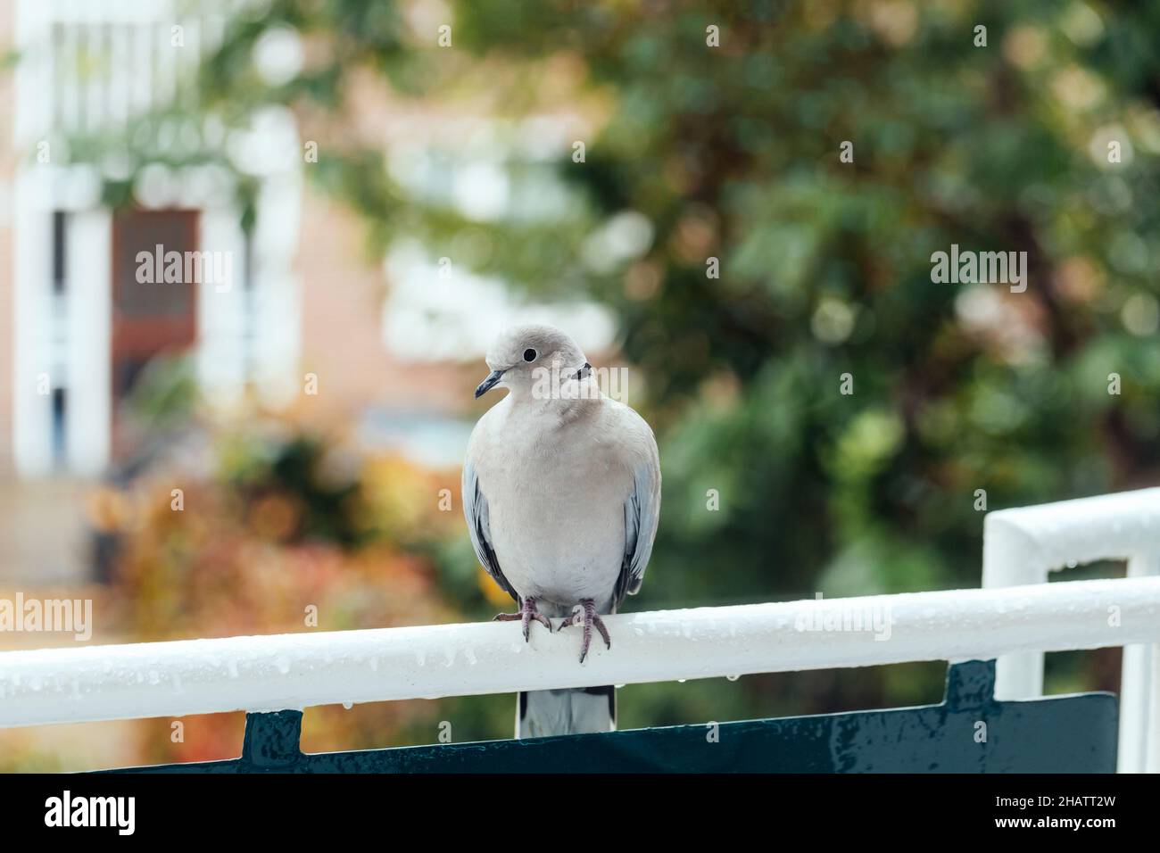 Beige Eurasian collared dove sitting on railings Stock Photo - Alamy