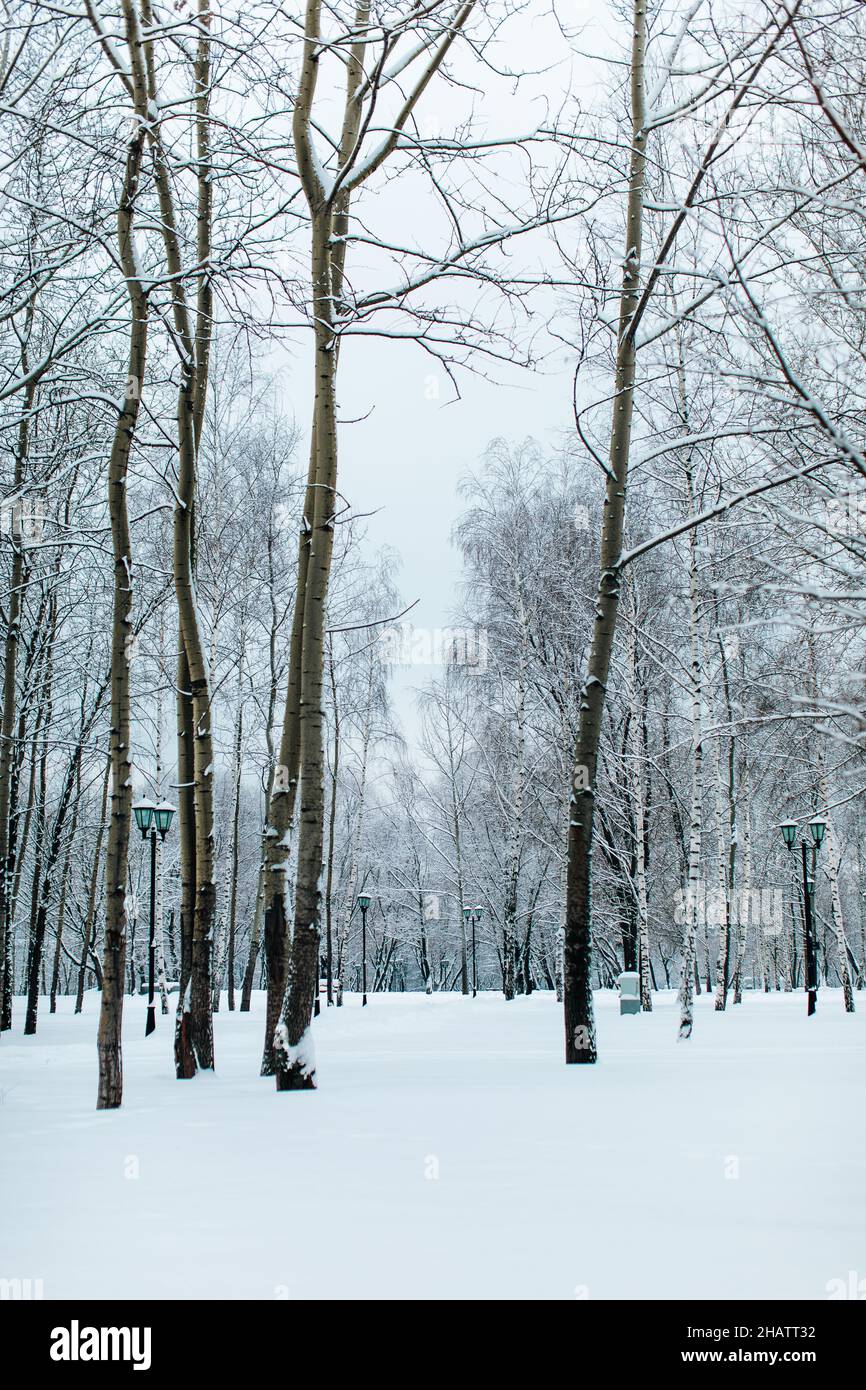 Tall trees with snow hi-res stock photography and images - Alamy