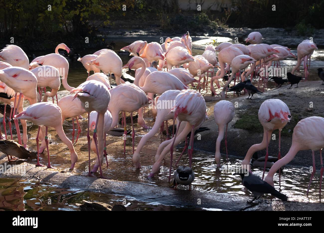 View of beautiful flamingos in their habitat Stock Photo - Alamy